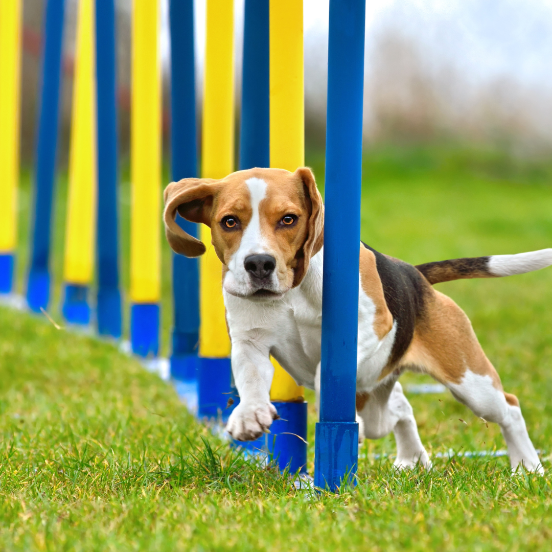 Jumping into Fun: Dog Agility in the Autumn