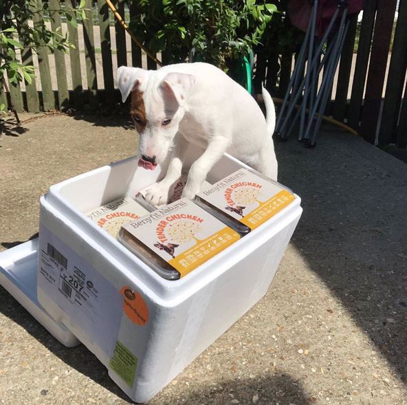 Agility World now stocking Benyfit Natural Raw Frozen Complete Dog Food